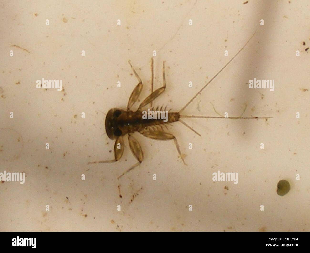 Stream Mayflies (Heptageniidae Stock Photo - Alamy