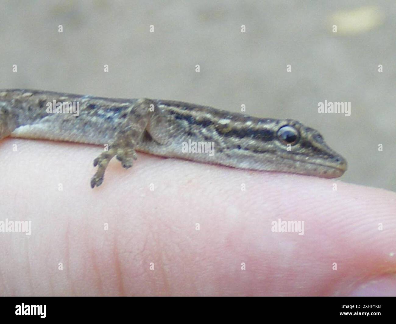 Common Dwarf Gecko (Lygodactylus capensis Stock Photo - Alamy
