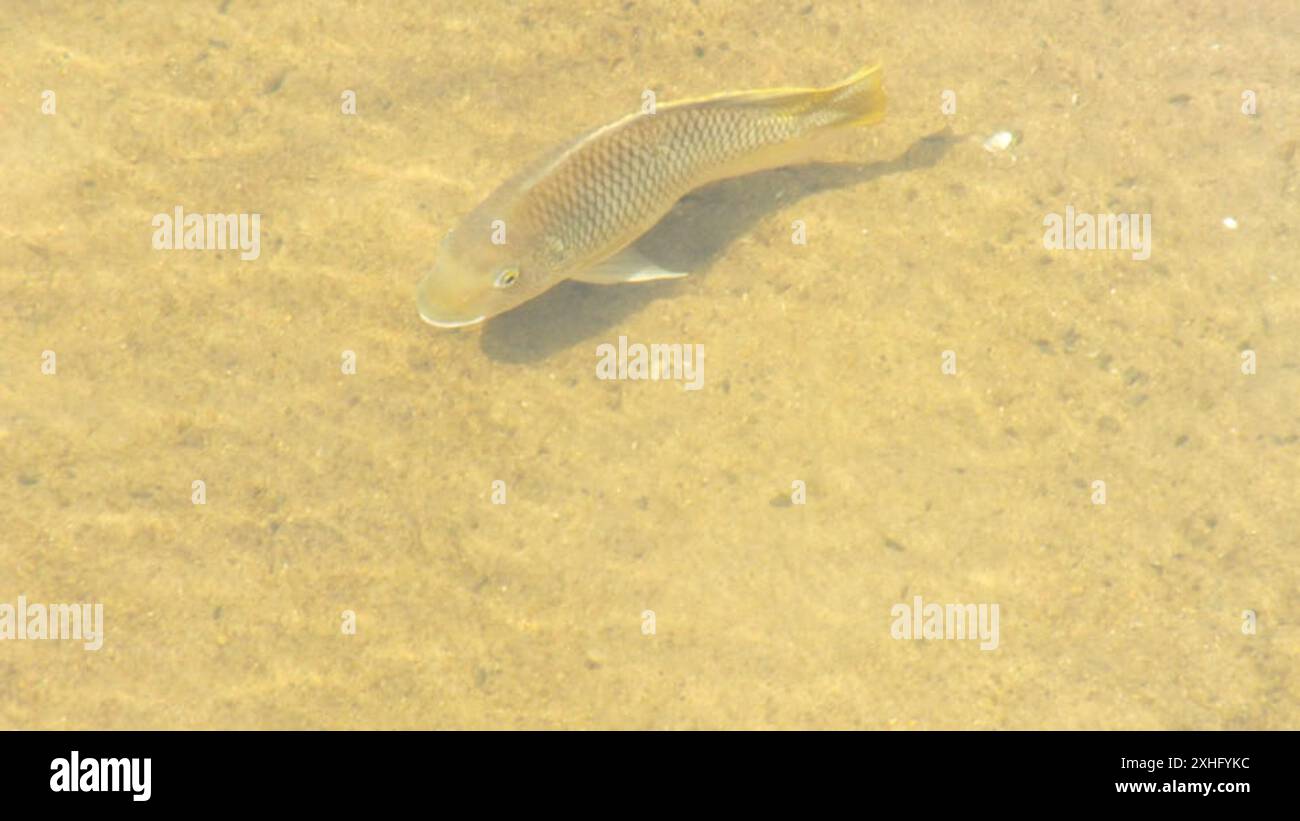 Redbreast Tilapia (Coptodon rendalli Stock Photo - Alamy