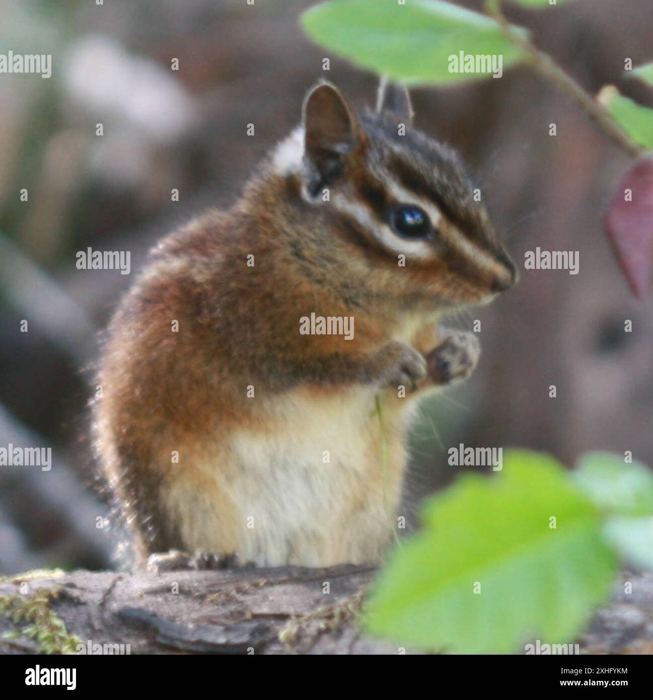 Neotamias sonomae hi-res stock photography and images - Alamy