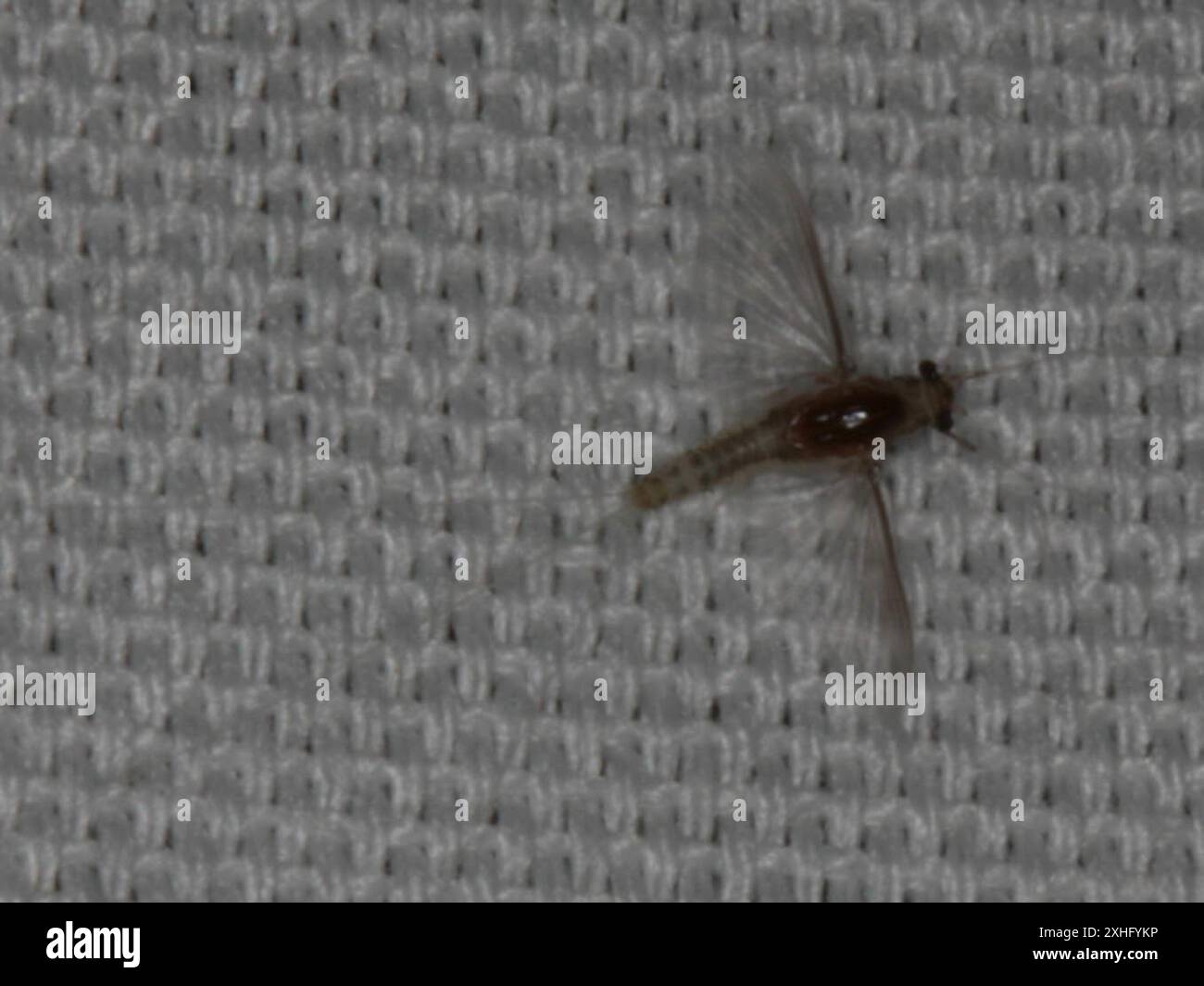Small Square-gilled Mayflies (Caenidae Stock Photo - Alamy
