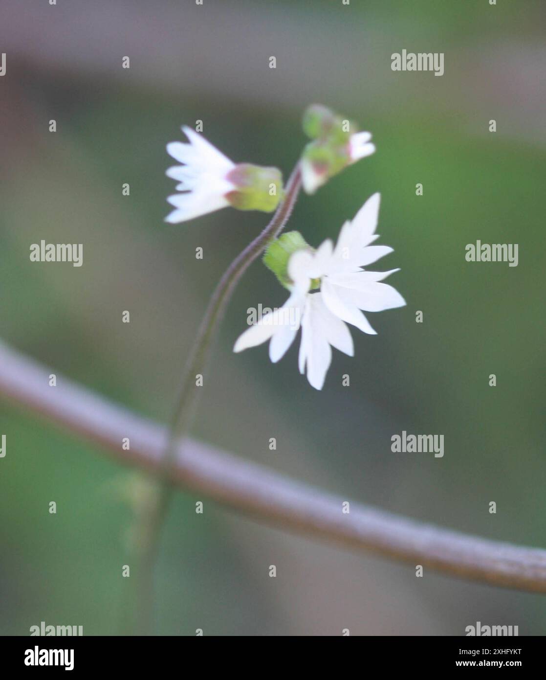 hillside woodland star (Lithophragma heterophyllum Stock Photo - Alamy