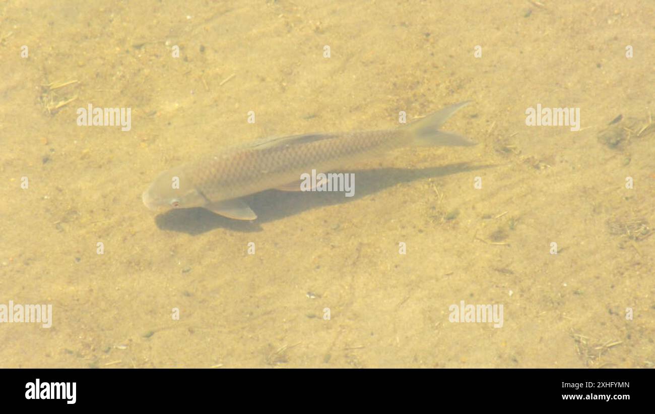 Red-nose Mud-fish (Labeo rosae Stock Photo - Alamy