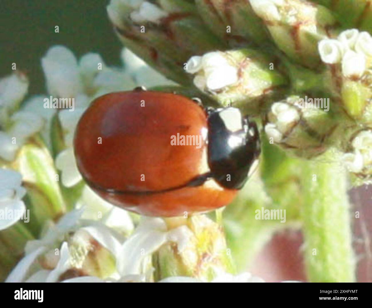 California Lady Beetle (Coccinella californica Stock Photo - Alamy