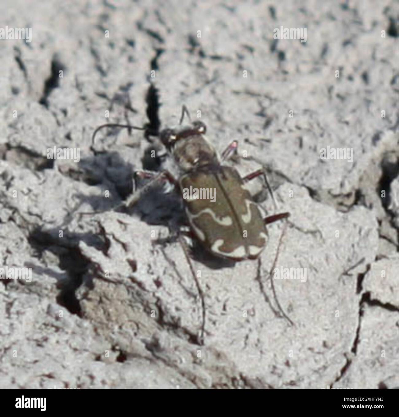 Bronzed Tiger Beetle (Cicindela repanda Stock Photo - Alamy