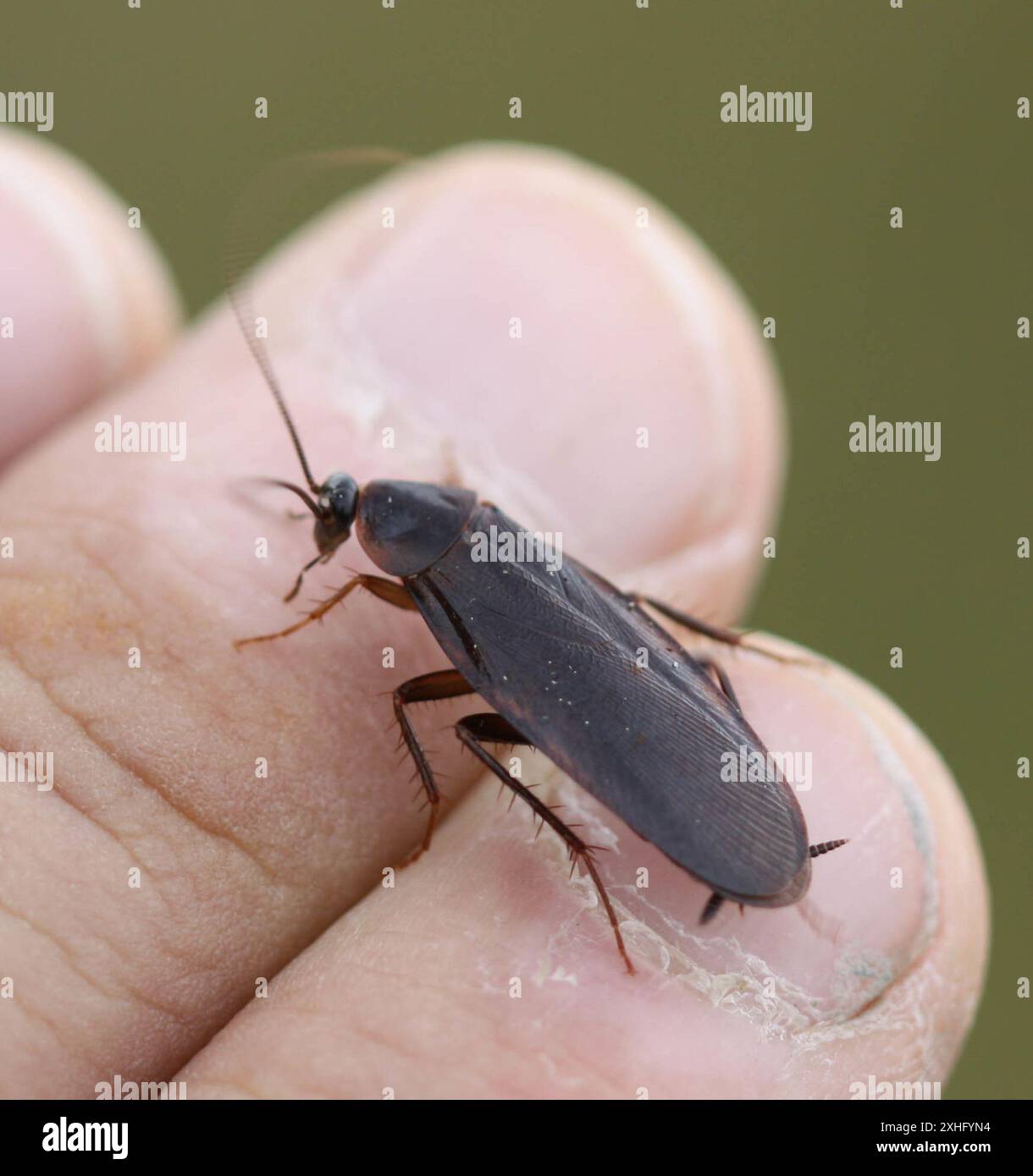 Western Wood Cockroach (Parcoblatta americana Stock Photo - Alamy