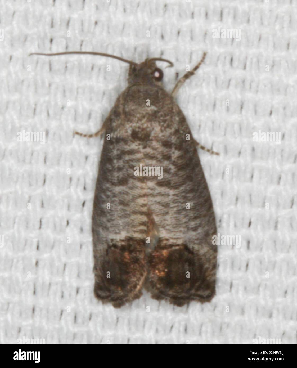 Codling Moth (Cydia pomonella Stock Photo - Alamy