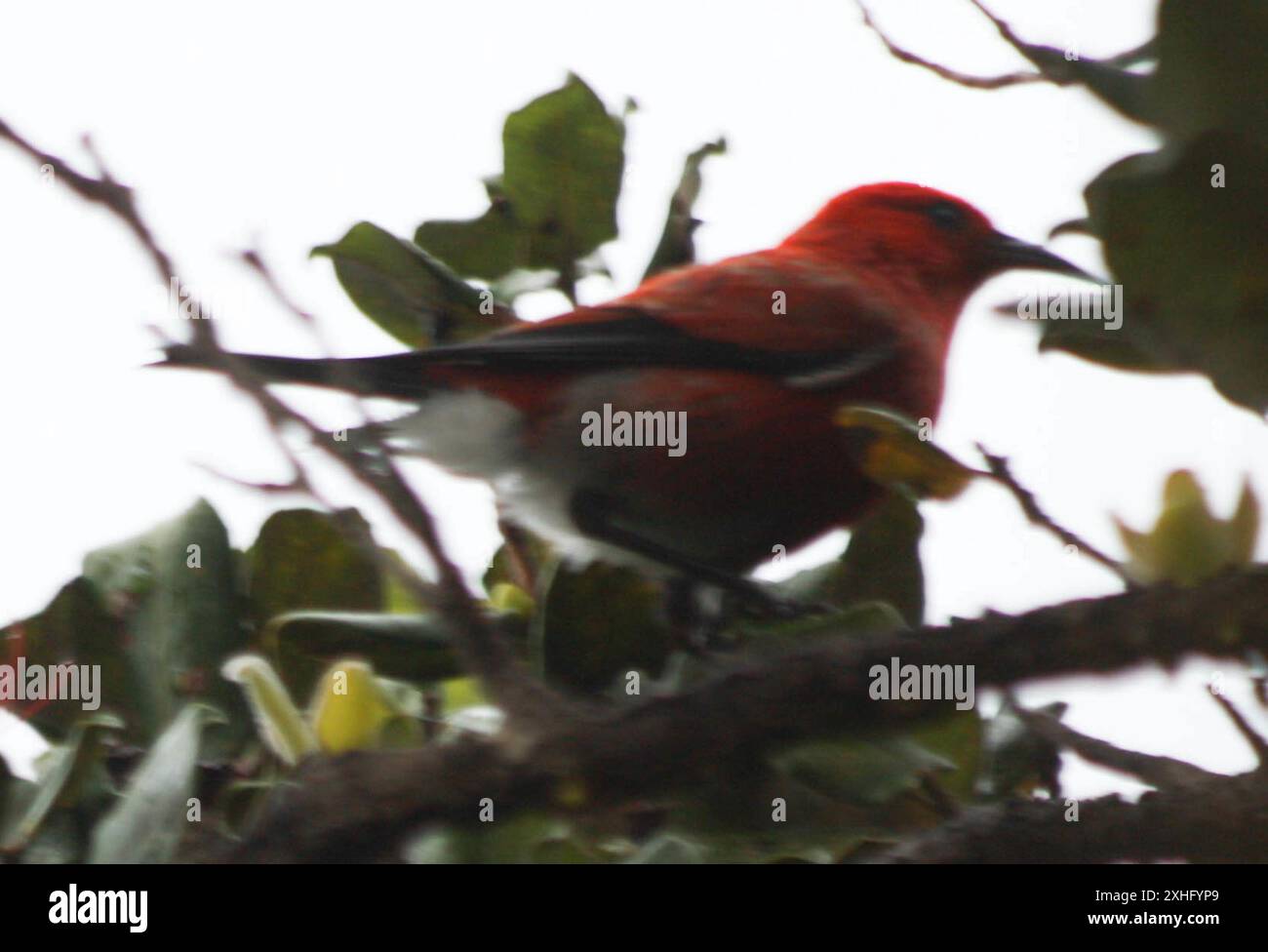 ʻApapane (Himatione sanguinea Stock Photo - Alamy