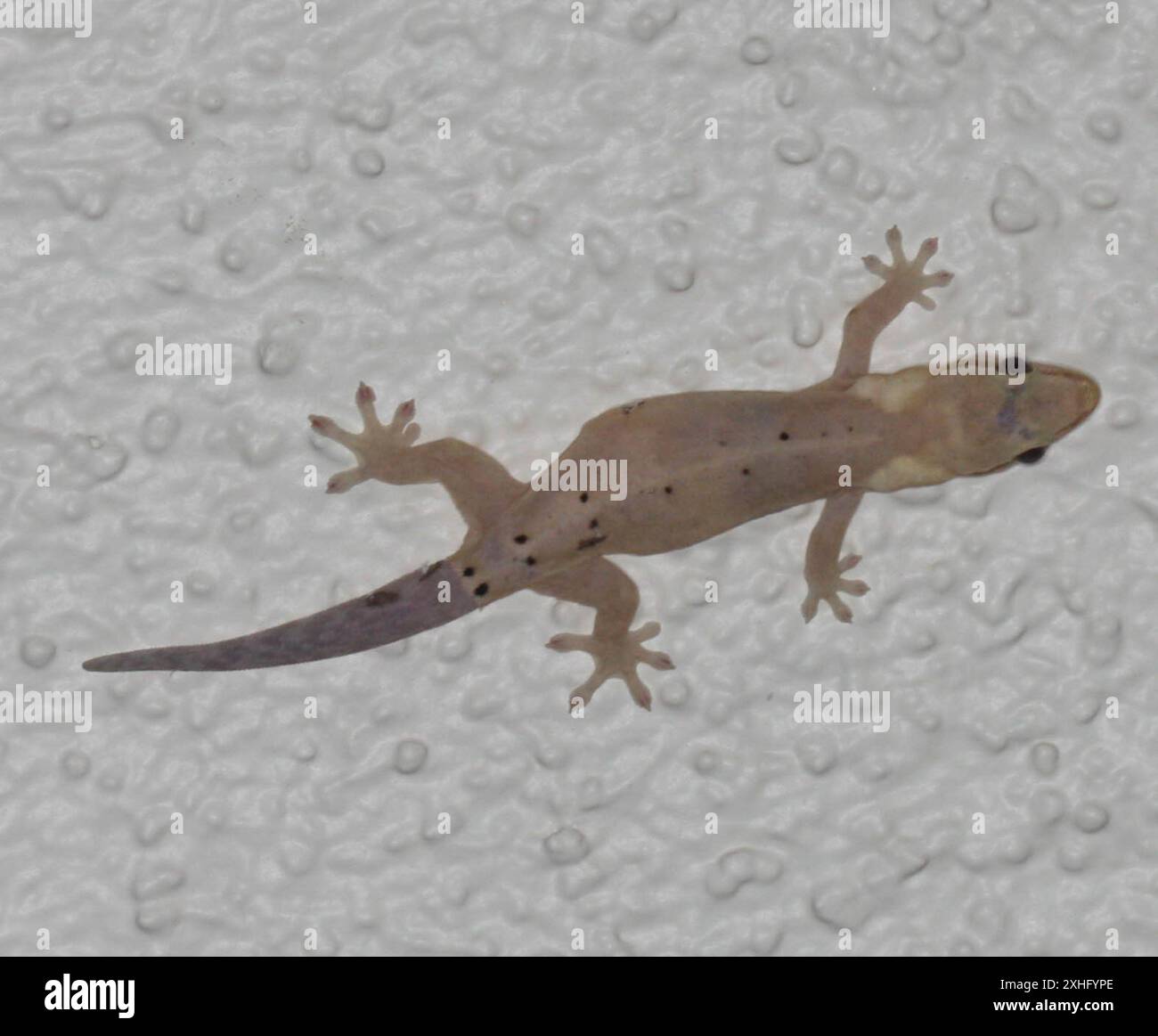 Mourning Gecko (Lepidodactylus lugubris Stock Photo - Alamy