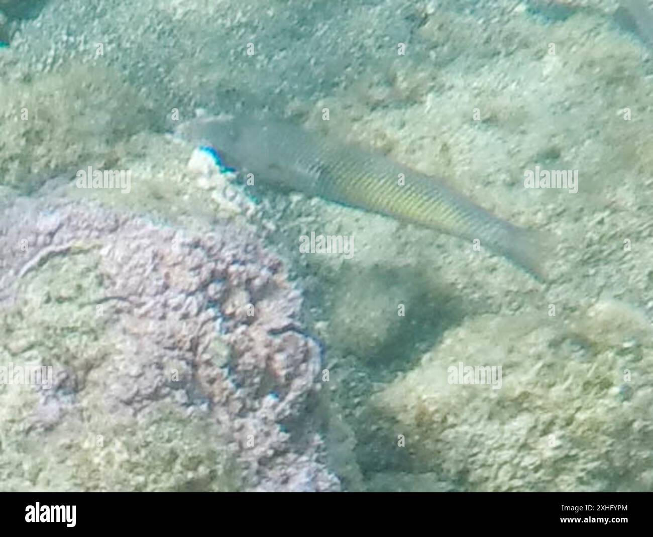 Cigar Wrasse (Cheilio inermis Stock Photo - Alamy