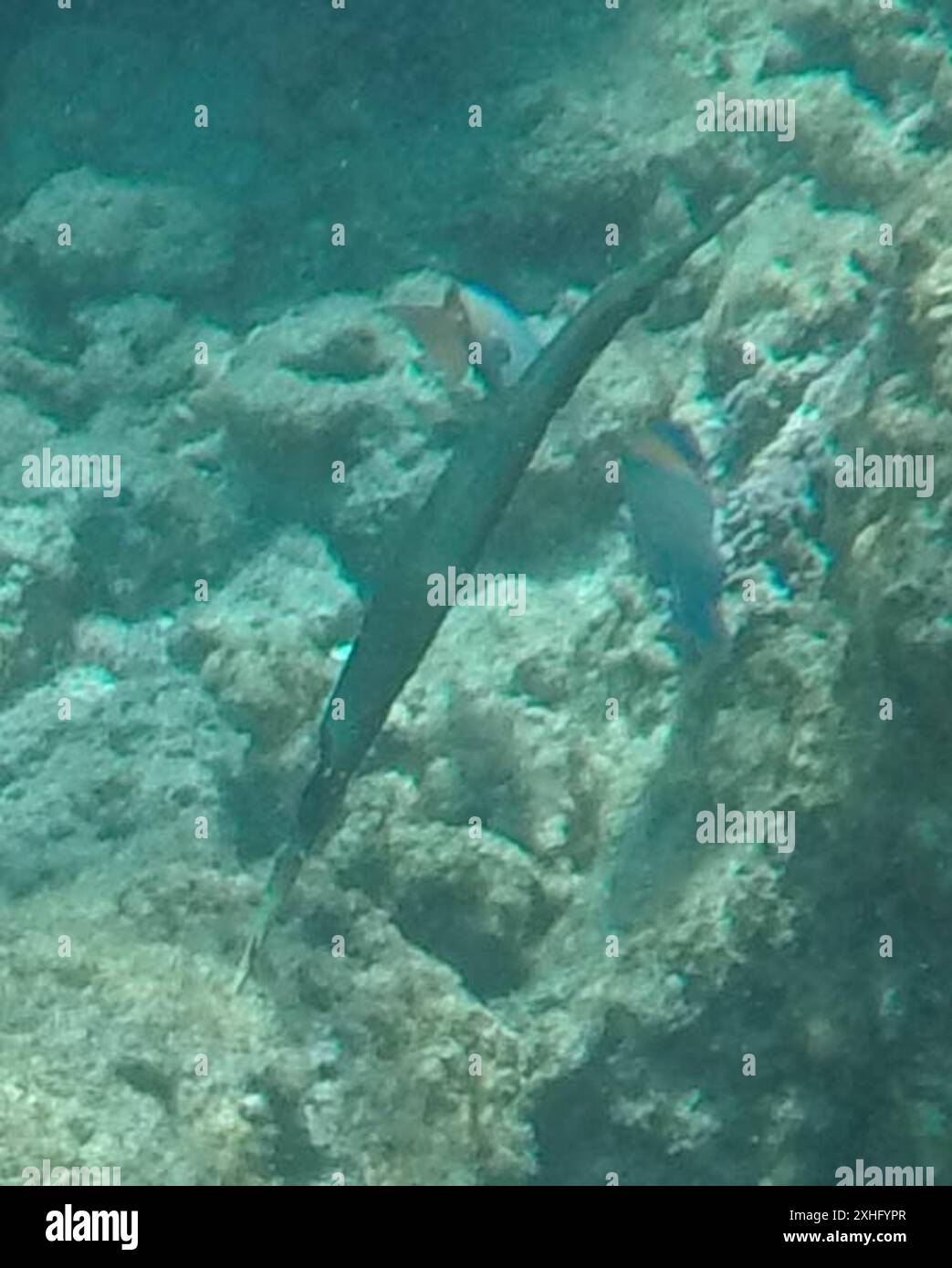 Pacific Trumpetfish (Aulostomus chinensis Stock Photo - Alamy