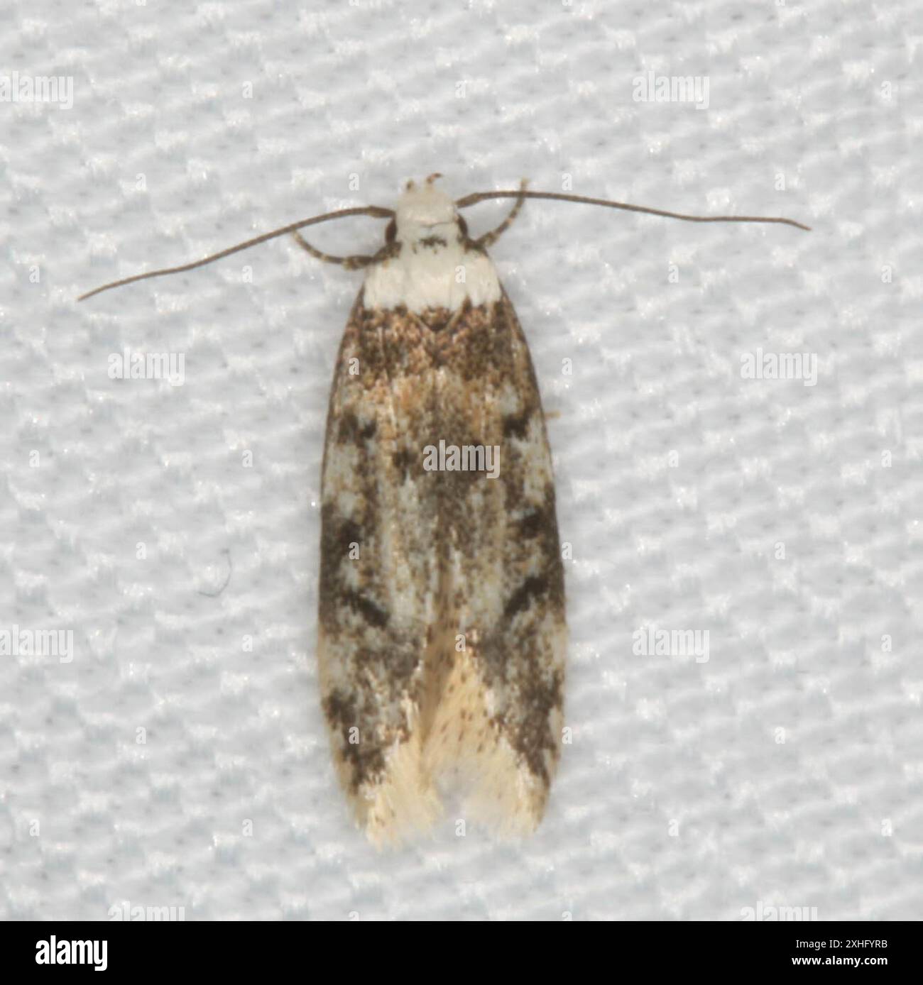 White-shouldered House Moth (Endrosis sarcitrella Stock Photo - Alamy