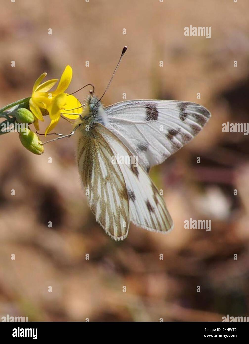 Checkered White (Pontia protodice Stock Photo - Alamy
