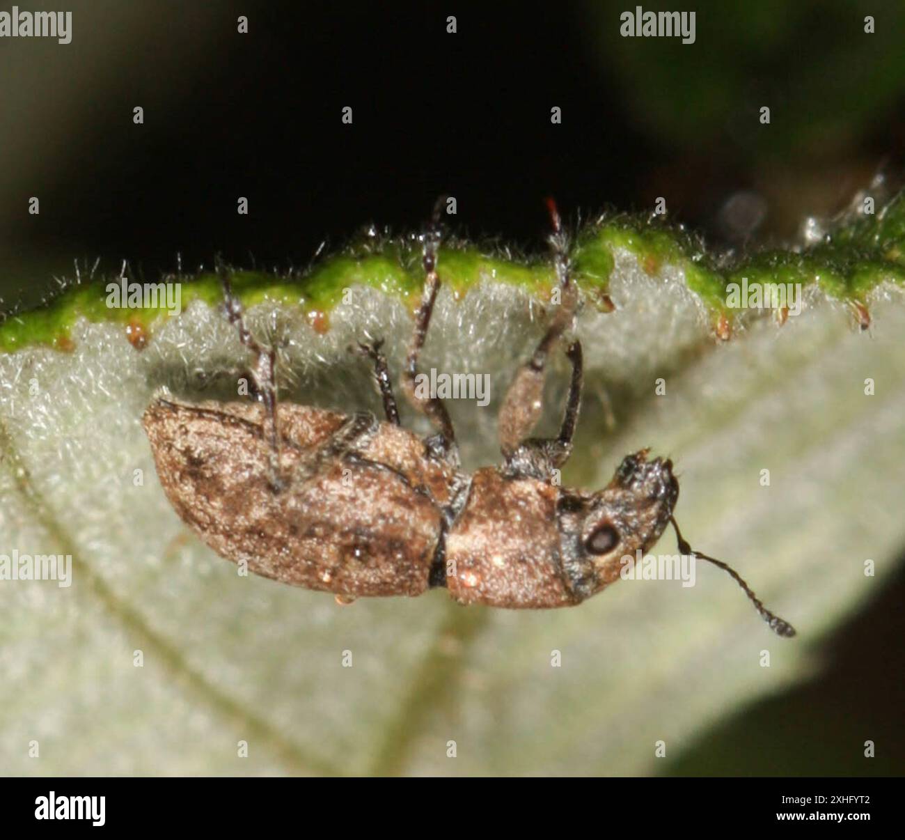 Fuller's rose weevil (Pantomorus cervinus Stock Photo - Alamy