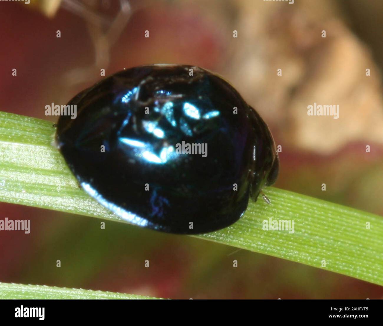 Steelblue hi-res stock photography and images - Alamy