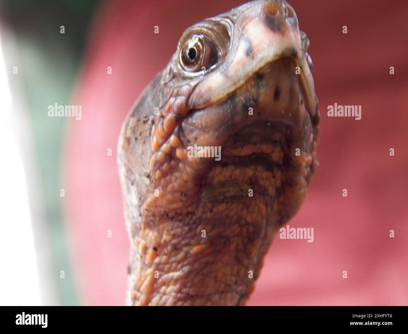 Three-toed Box Turtle (Terrapene carolina triunguis Stock Photo - Alamy