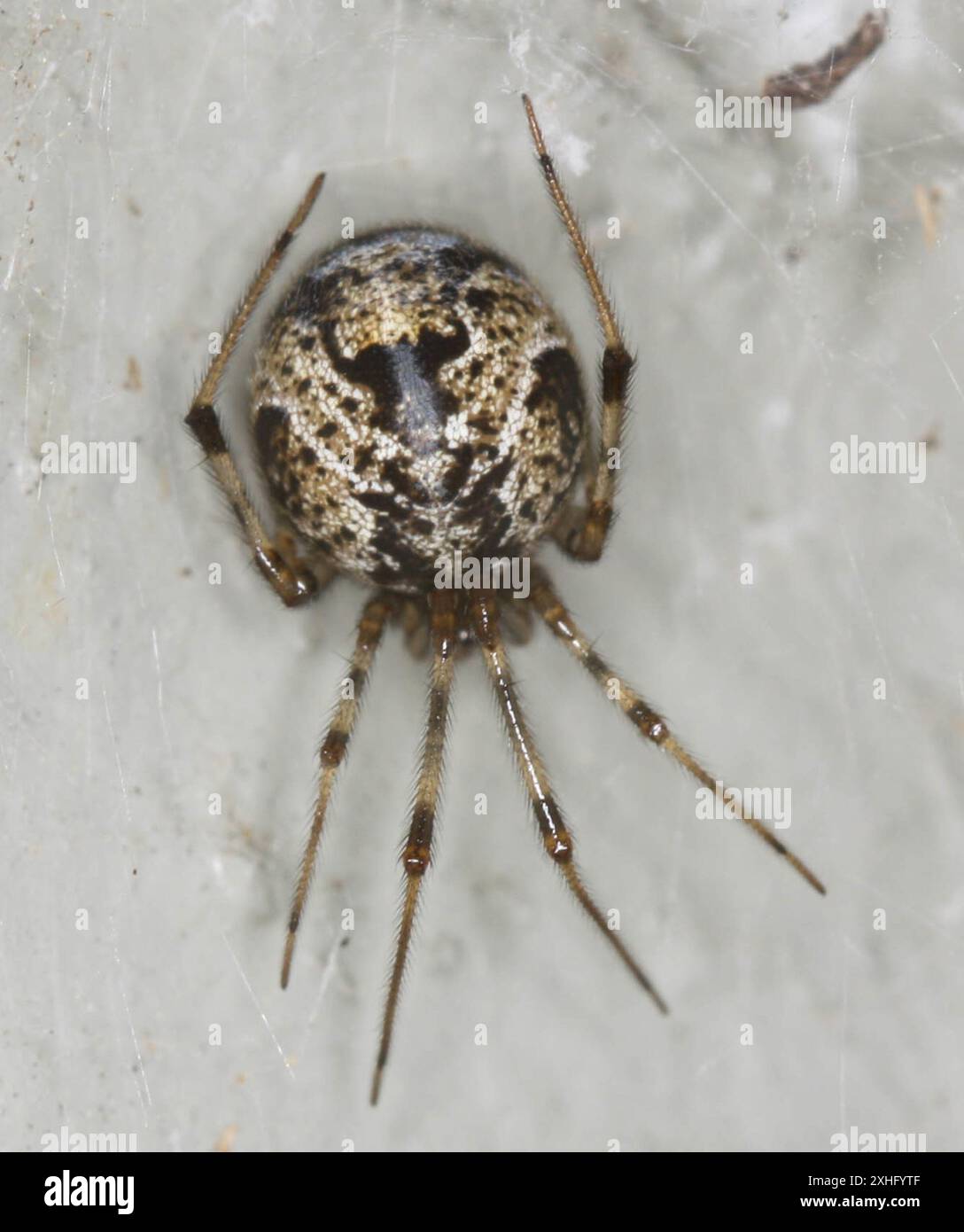 Common House Spider (Parasteatoda tepidariorum Stock Photo - Alamy