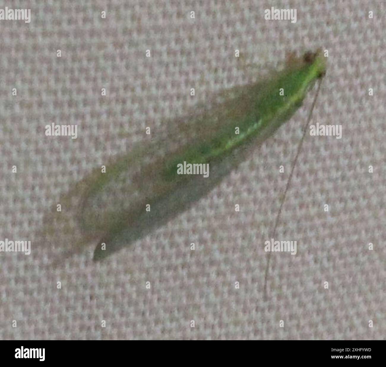 Green Lacewings (Chrysopidae Stock Photo - Alamy