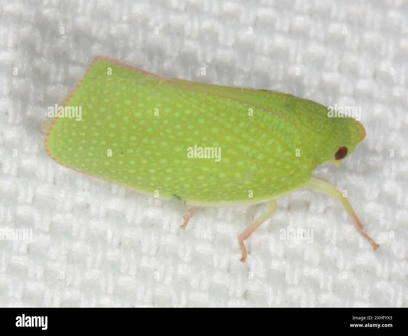 Torpedo Bug (Siphanta acuta Stock Photo - Alamy