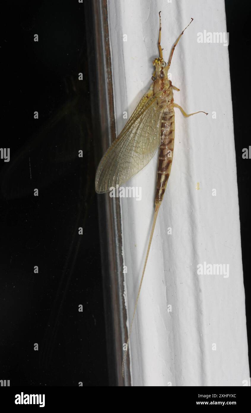 Giant Mayflies (Hexagenia Stock Photo - Alamy