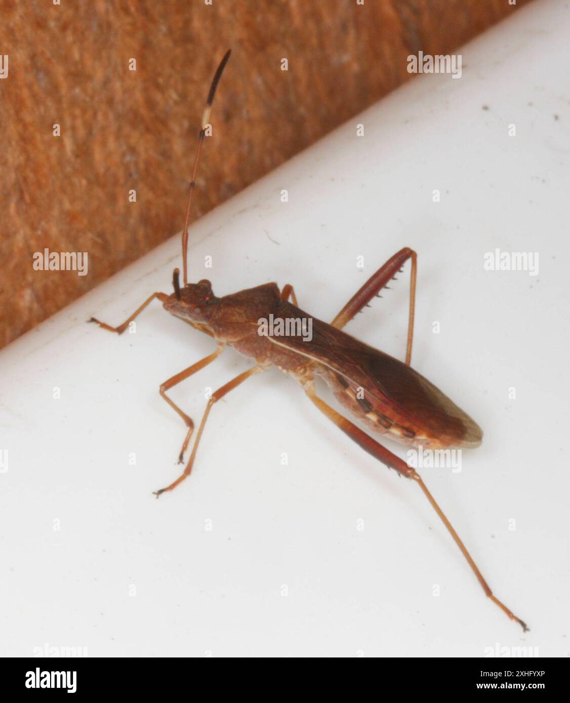 Lupine Bug (Megalotomus quinquespinosus Stock Photo - Alamy