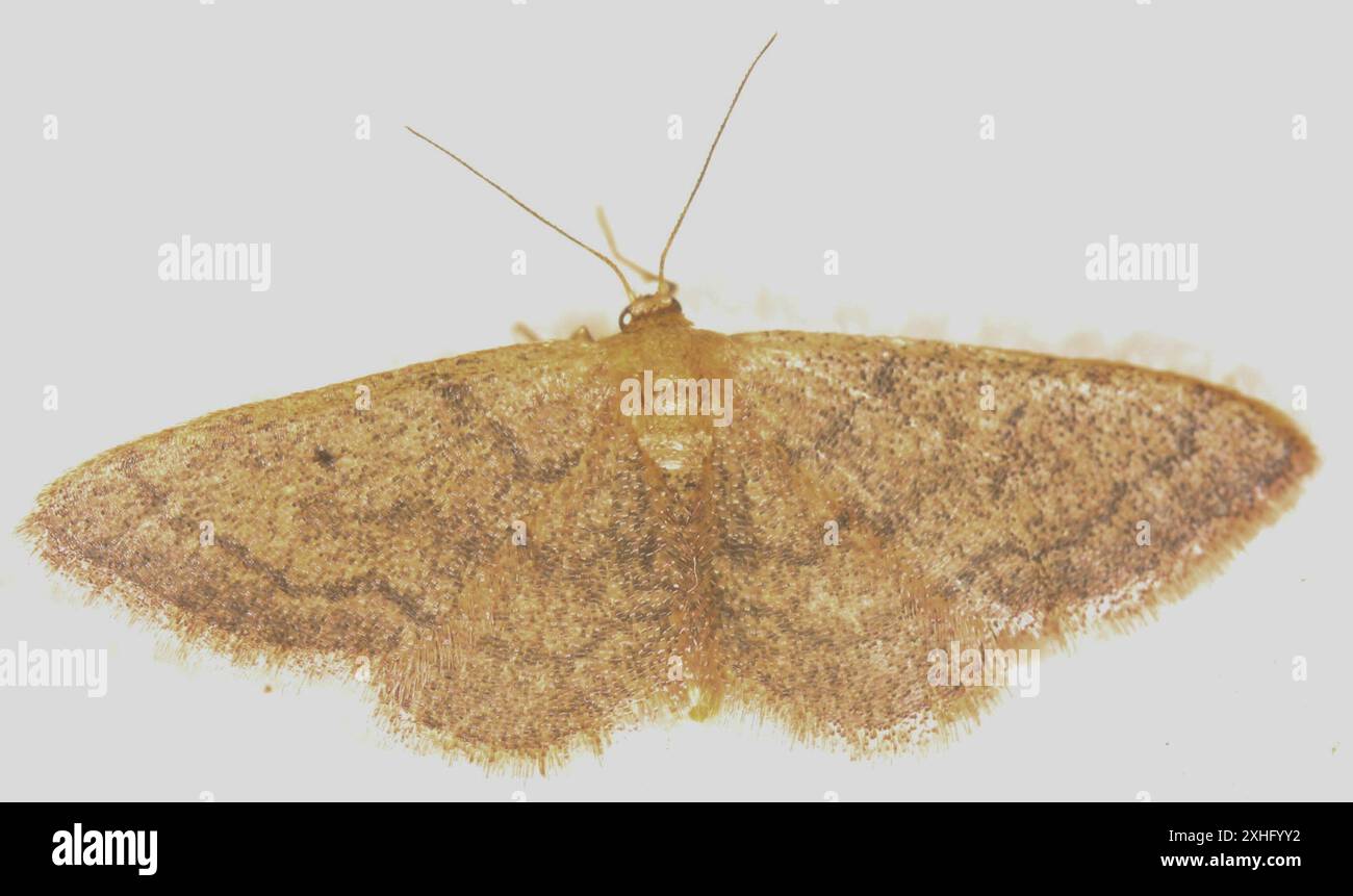 Geometer Moths (Geometridae Stock Photo - Alamy