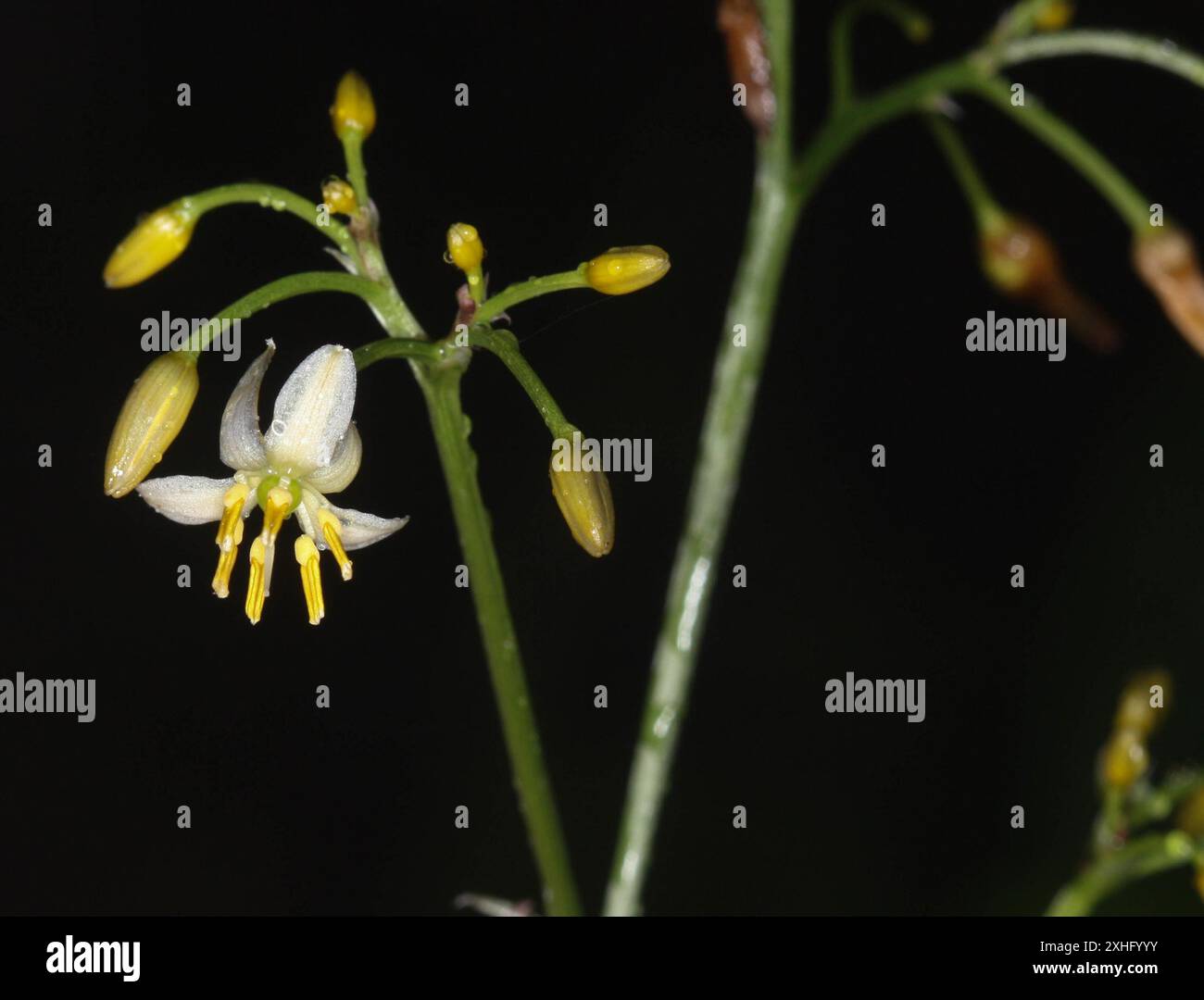 cerulean flax-lily (Dianella ensifolia Stock Photo - Alamy