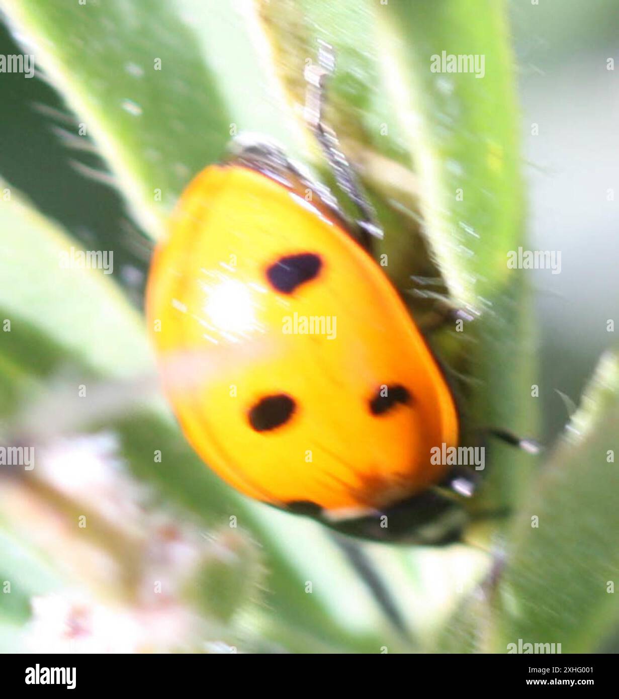 Seven-spotted Lady Beetle (Coccinella septempunctata Stock Photo - Alamy
