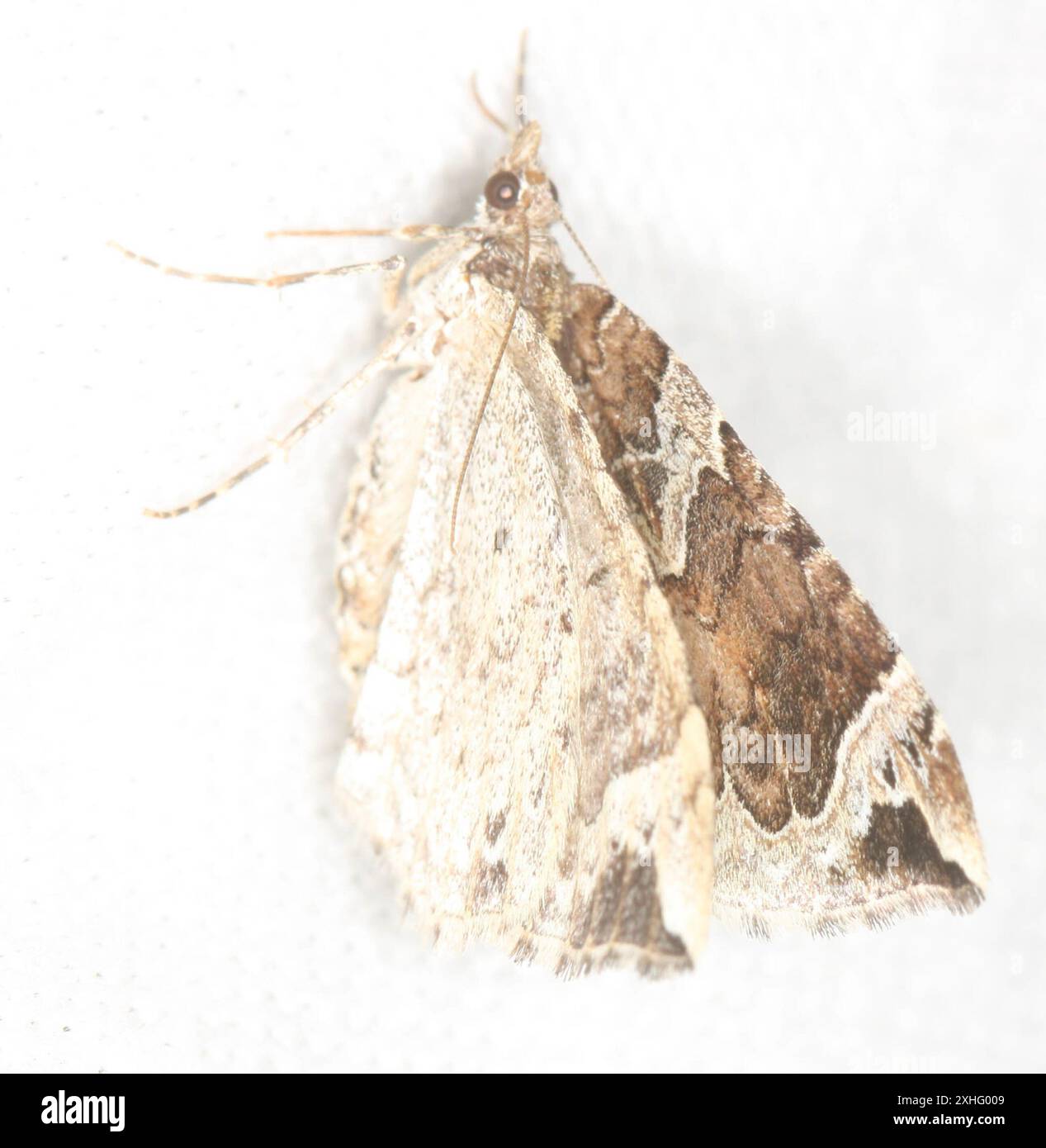 Northwestern Phoenix Moth (Eulithis xylina Stock Photo - Alamy