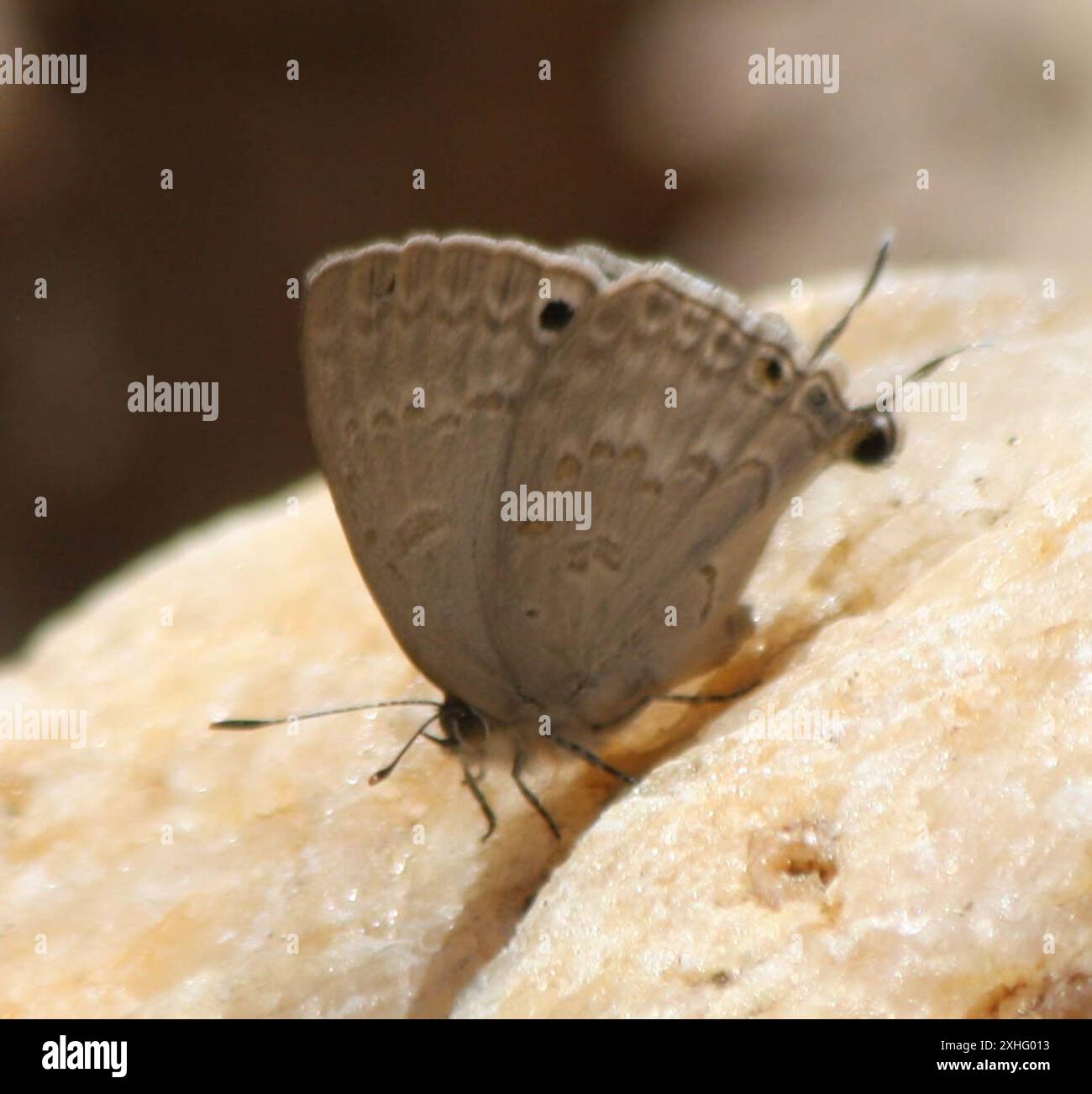 Madagascar Black-eye (Leptomyrina phidias Stock Photo - Alamy