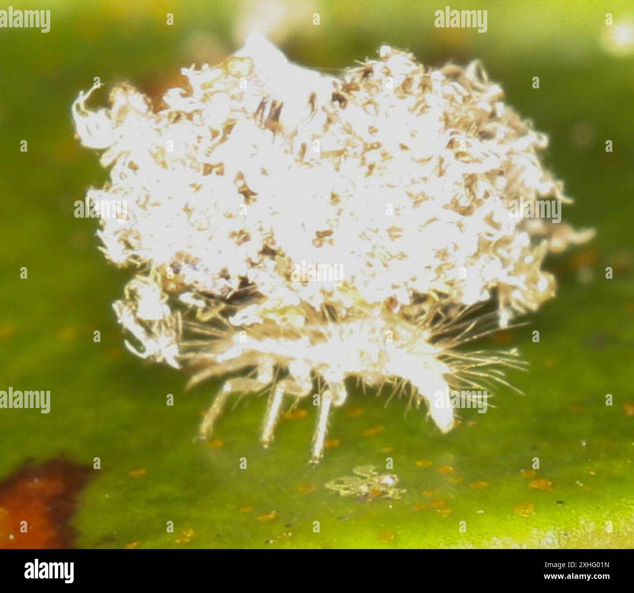 Green Lacewings (Chrysopidae Stock Photo - Alamy