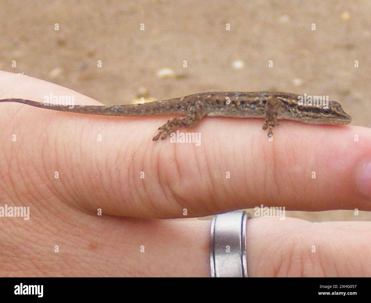 Common Dwarf Gecko (Lygodactylus capensis Stock Photo - Alamy