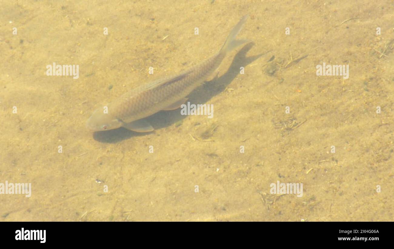 Red-nose Mud-fish (Labeo rosae Stock Photo - Alamy