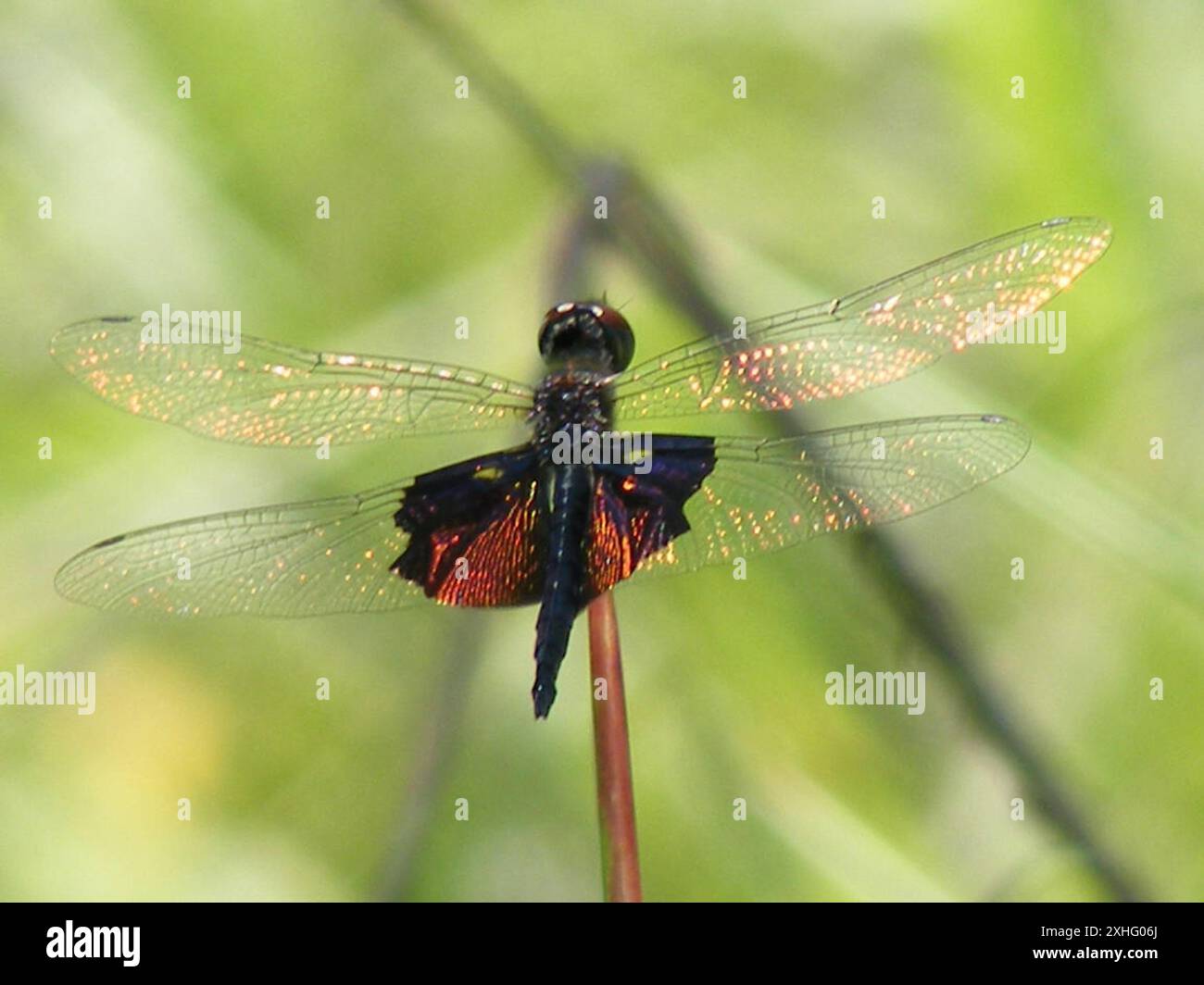 Phantom Flutterer (Rhyothemis semihyalina Stock Photo - Alamy