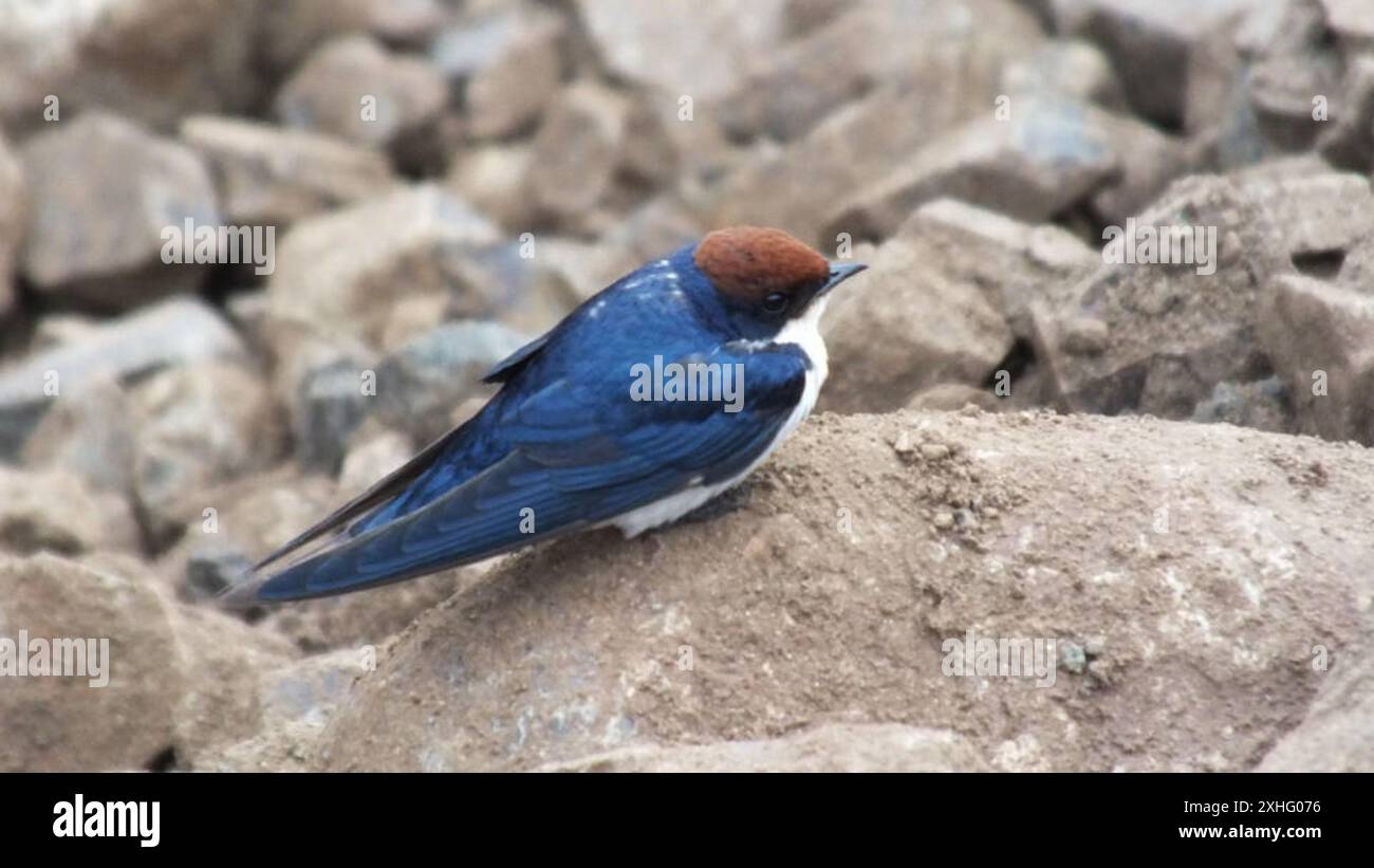 African wire-tailed swallow (Hirundo smithii smithii Stock Photo - Alamy