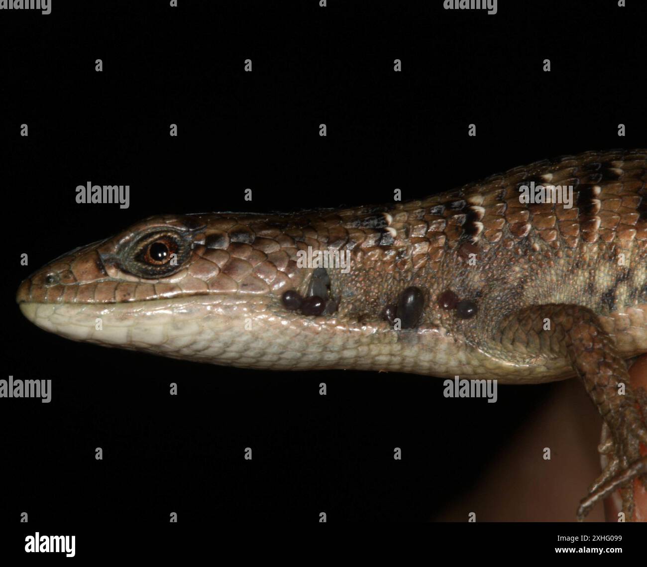 Northern Alligator Lizard (Elgaria coerulea Stock Photo - Alamy