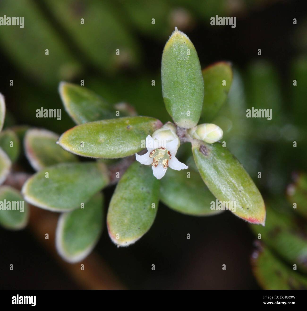 Pūkiawe (Leptecophylla tameiameiae Stock Photo - Alamy