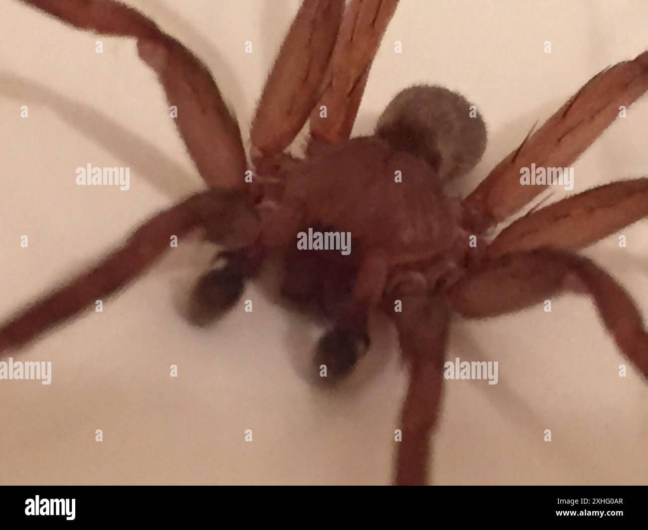 False Wolf Spiders (Zoropsidae Stock Photo - Alamy