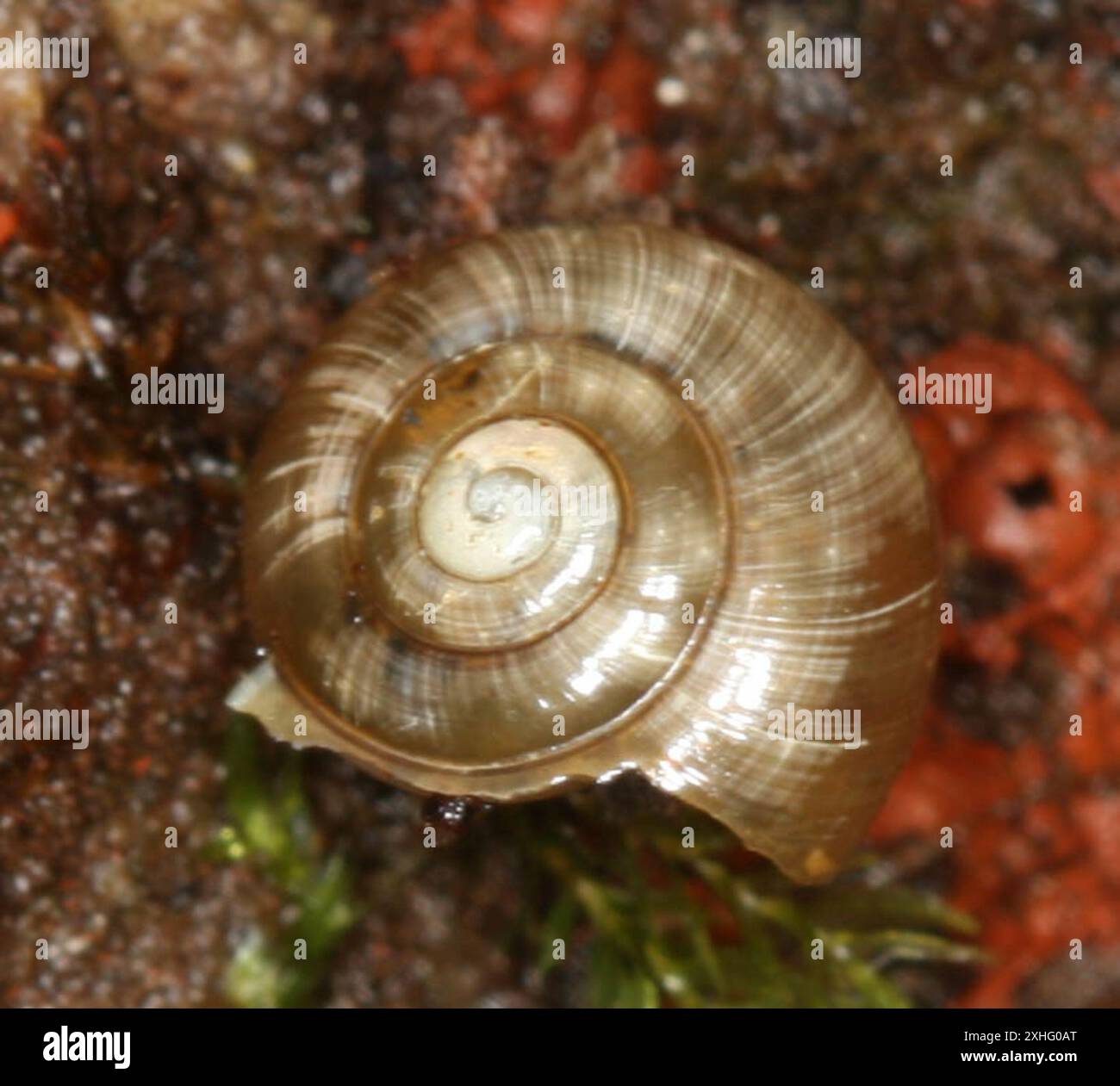 Garlic Snail (Oxychilus alliarius Stock Photo - Alamy