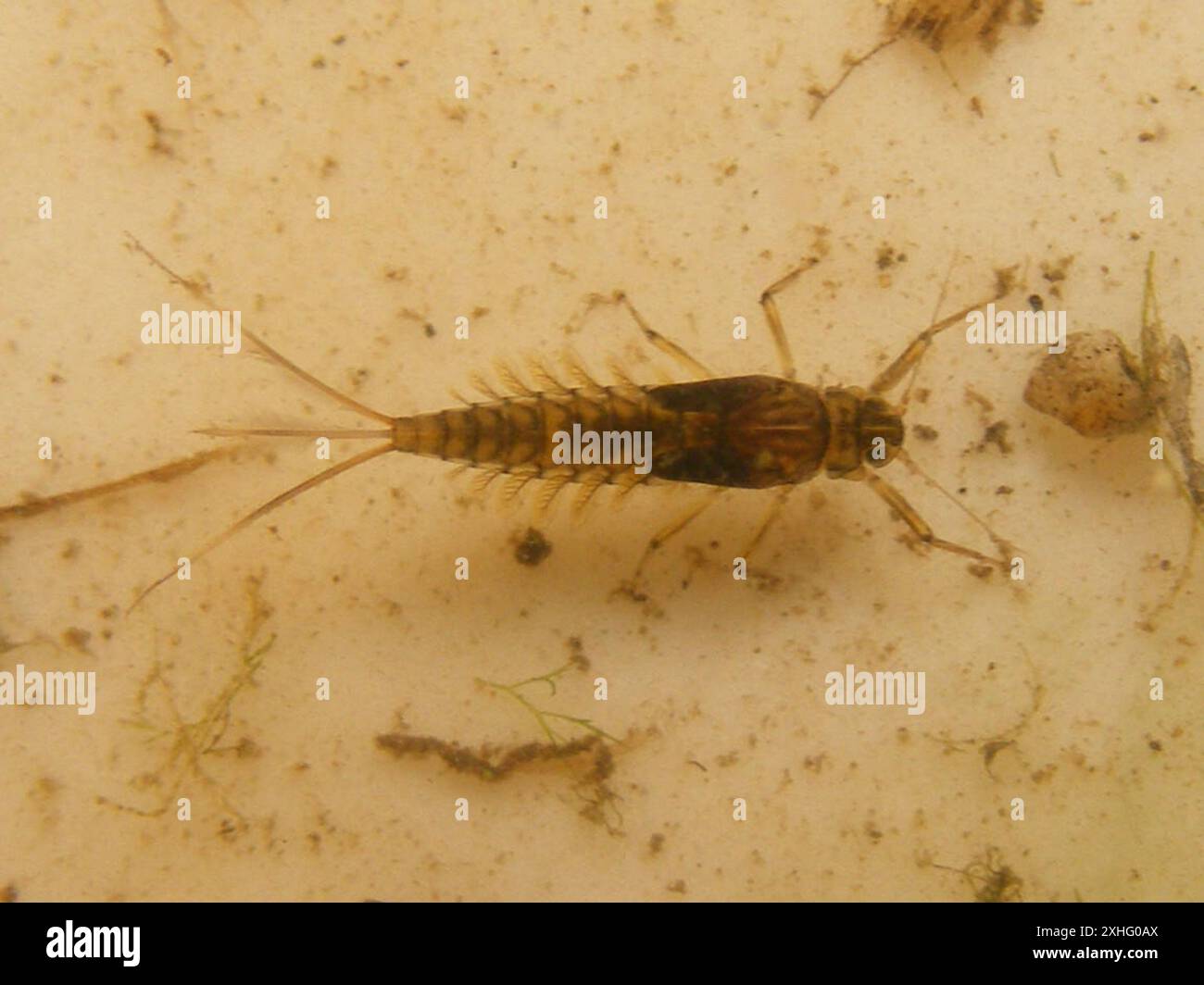 Small Mayflies (Baetidae Stock Photo - Alamy