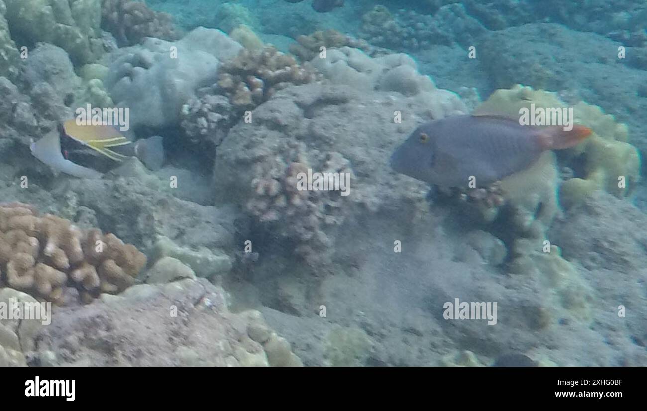 Barred Filefish (Cantherhines dumerilii Stock Photo - Alamy