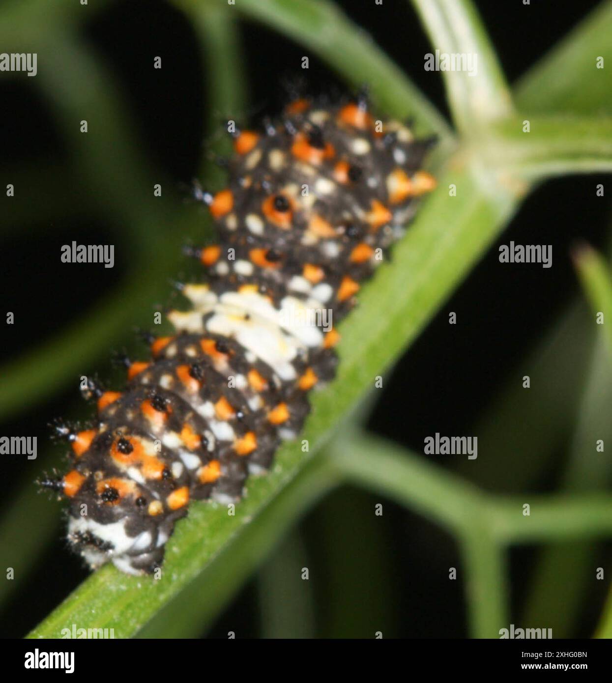 Anise Swallowtail (Papilio zelicaon Stock Photo - Alamy