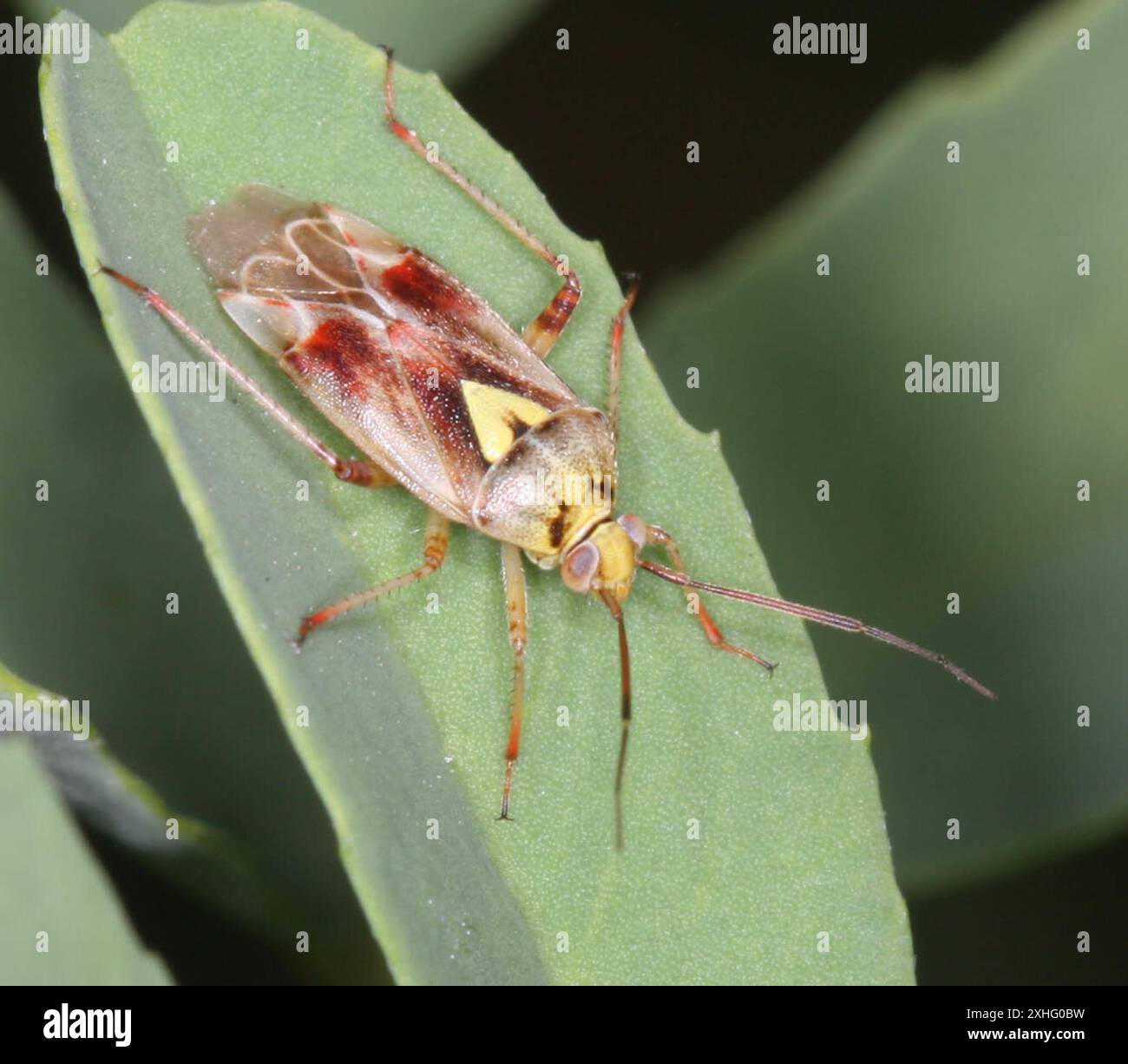 Western Tarnished Plant Bug (Lygus hesperus Stock Photo - Alamy