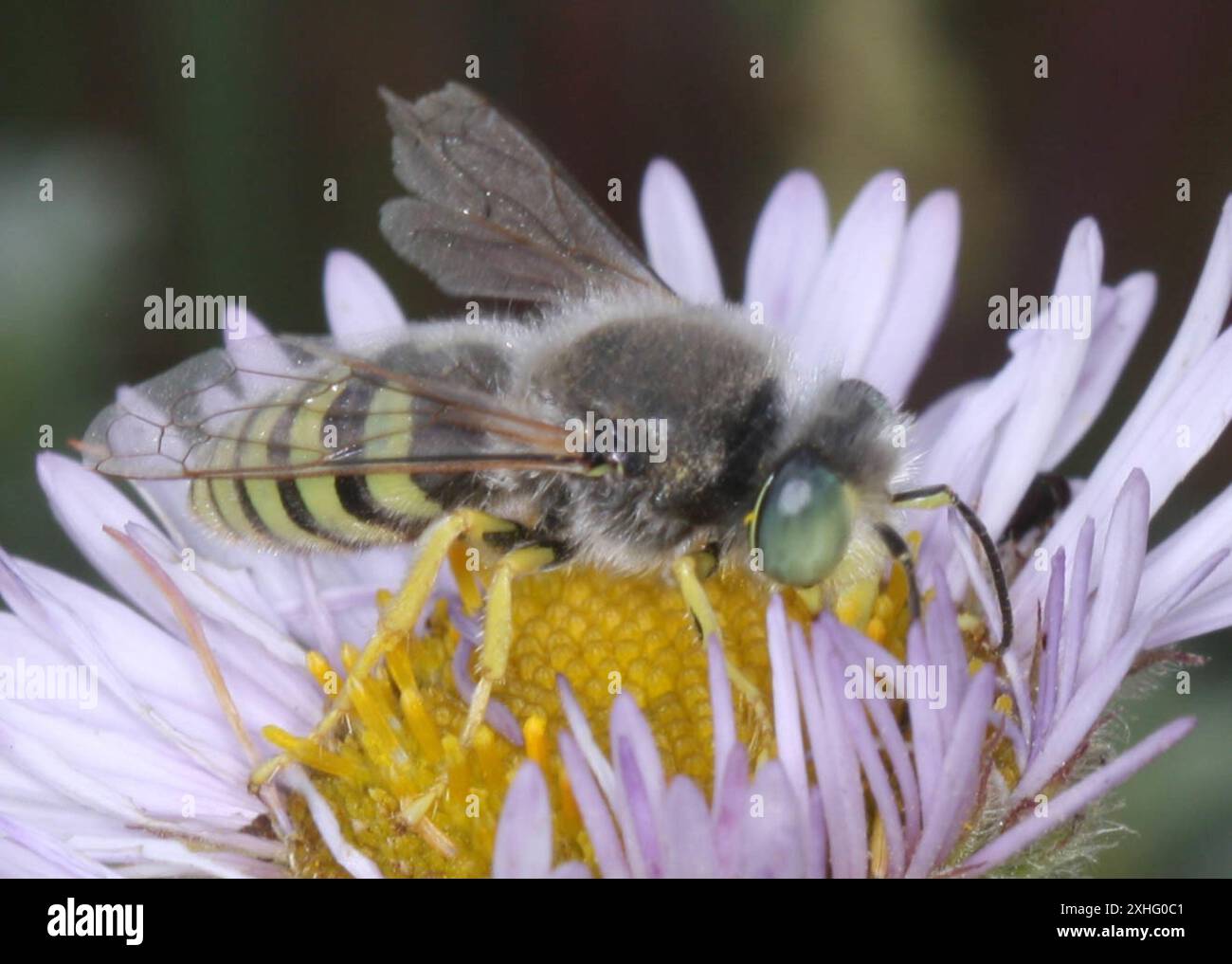 American Sand Wasp (Bembix americana Stock Photo - Alamy