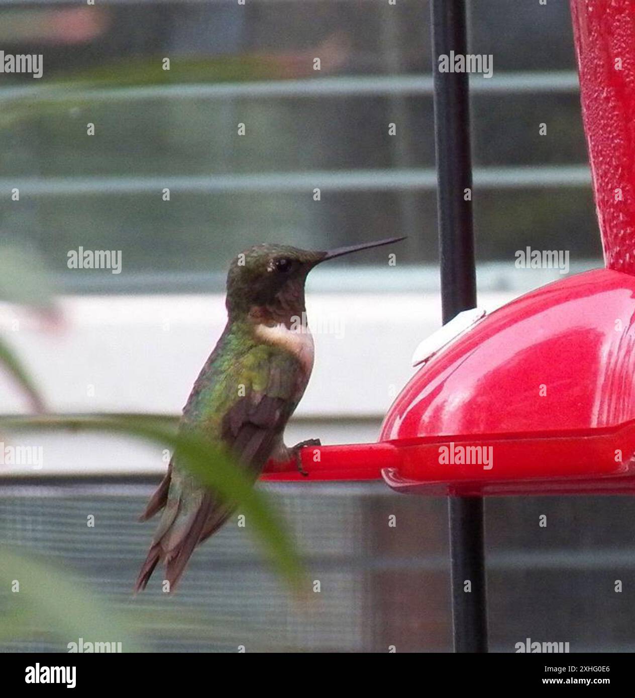 Ruby-throated Hummingbird (Archilochus colubris Stock Photo - Alamy