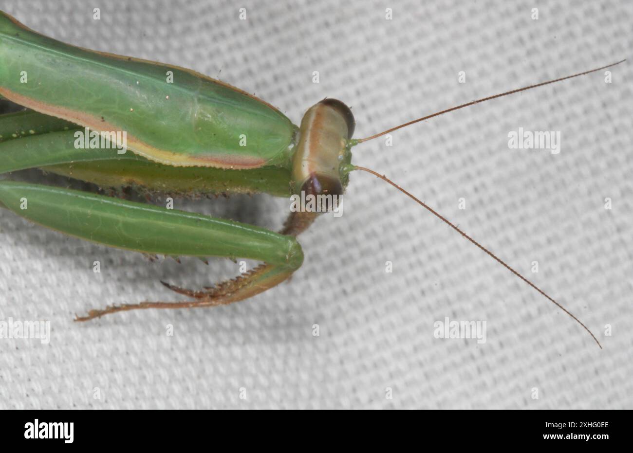 European Mantis (Mantis religiosa Stock Photo - Alamy