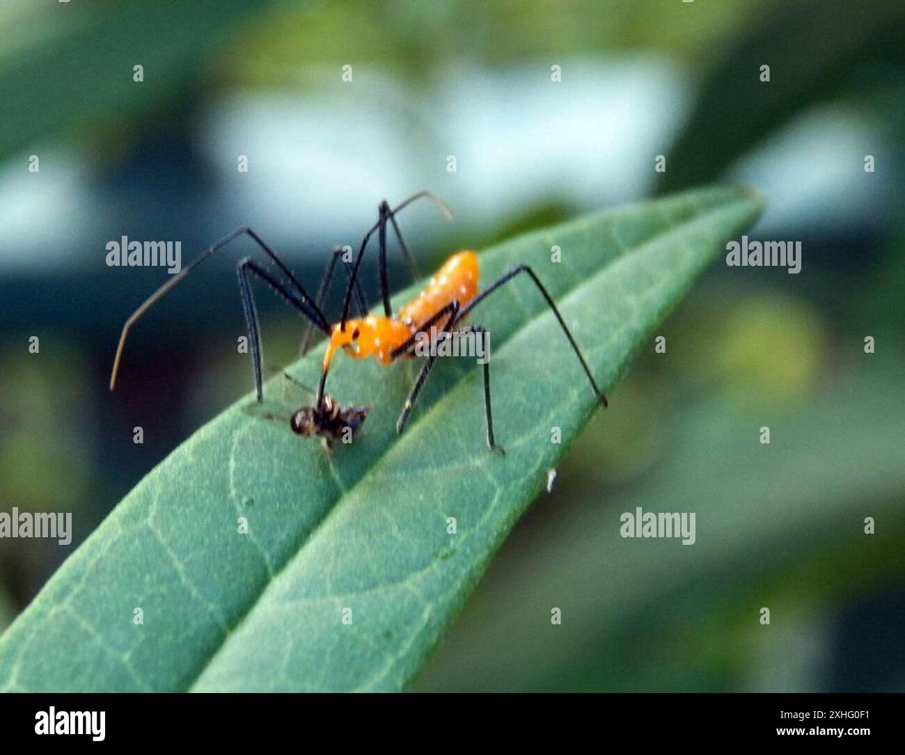 Milkweed assassin bug hi-res stock photography and images - Alamy