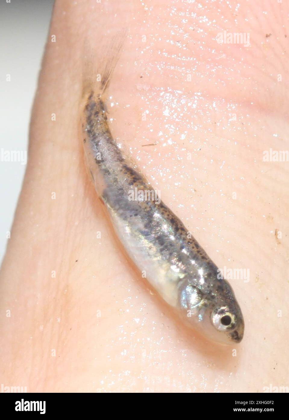 Lahontan Speckled Dace (Rhinichthys nevadensis robustus Stock Photo - Alamy