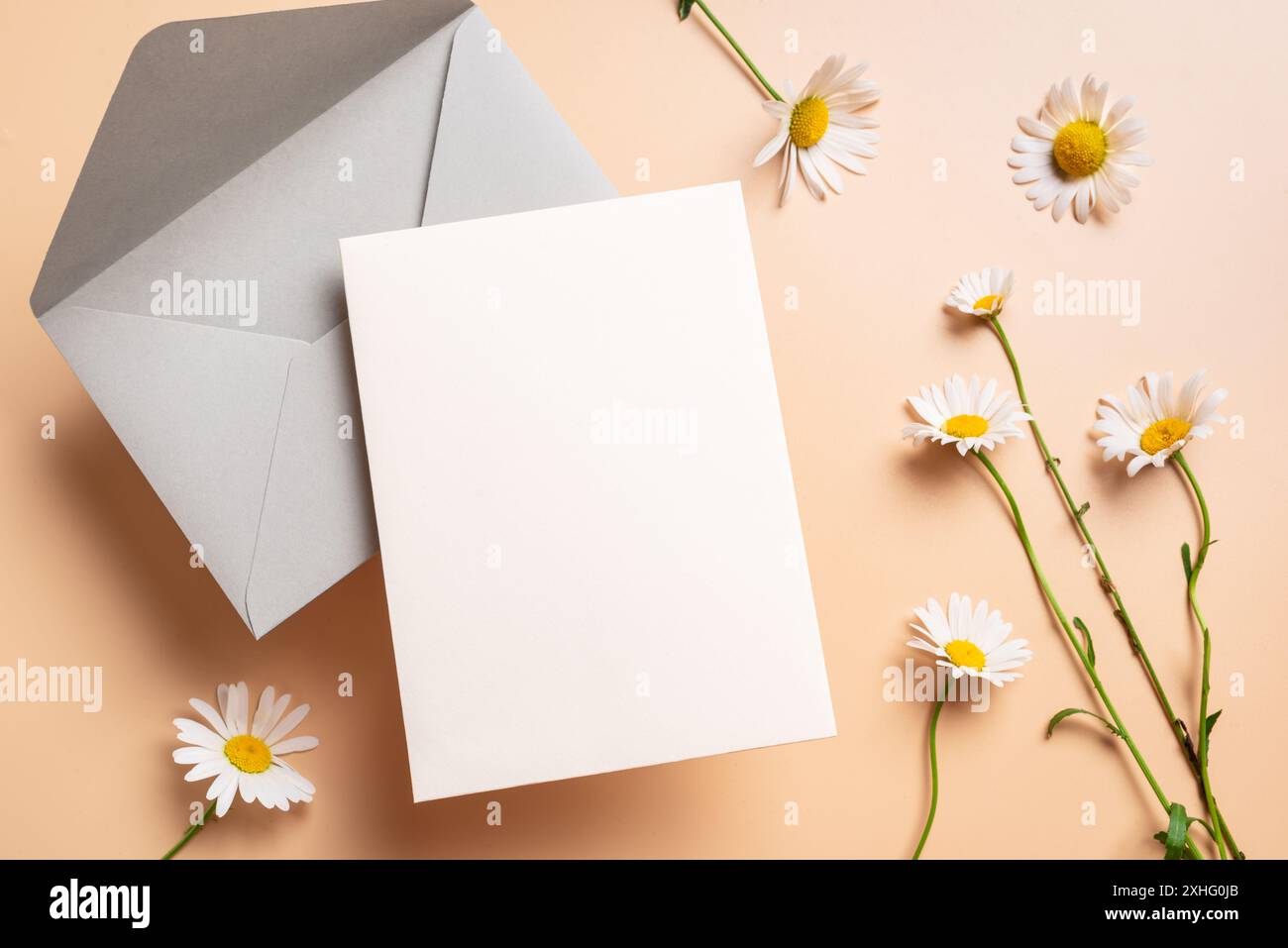 Blank greeting card chamomile hi-res stock photography and images - Alamy
