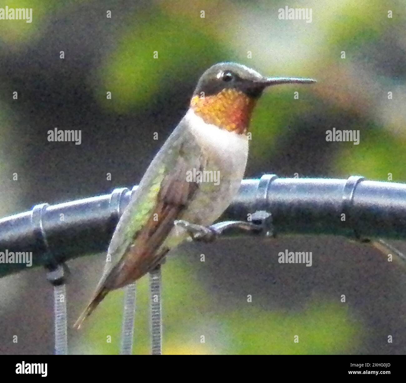 Ruby-throated Hummingbird (Archilochus colubris Stock Photo - Alamy